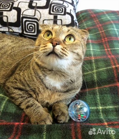 Шотландская вислоухая стерил. кошечка в дар -1 год