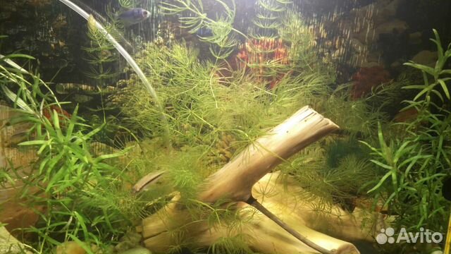 Водоросли бесплатно