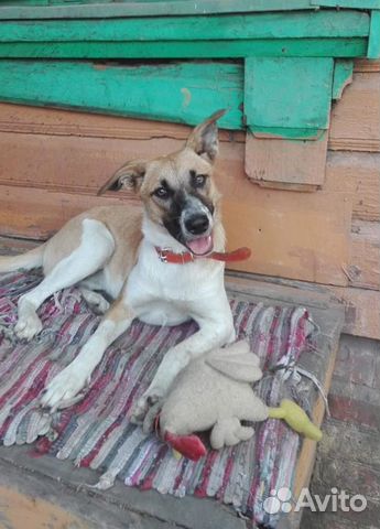 Роскошная, солнечная Алиса - щенок в хорошие руки