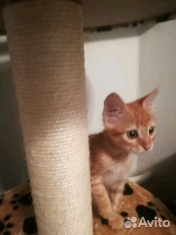 Рыжий котенок в дар кошка