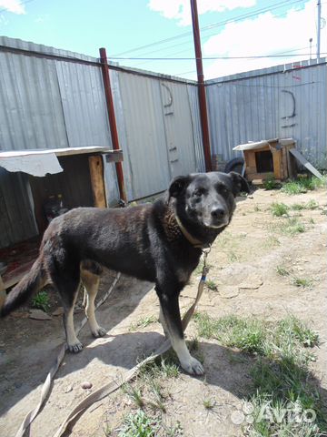 Собака на охрану