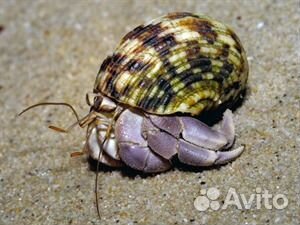 Рак отшельник