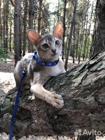 Абиссинская кошка