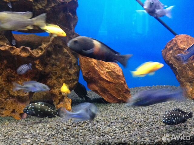 Трофеус бемба мури