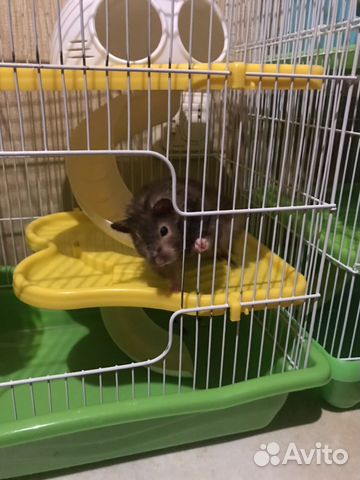 Отдам бесплатно сирийского хомяка
