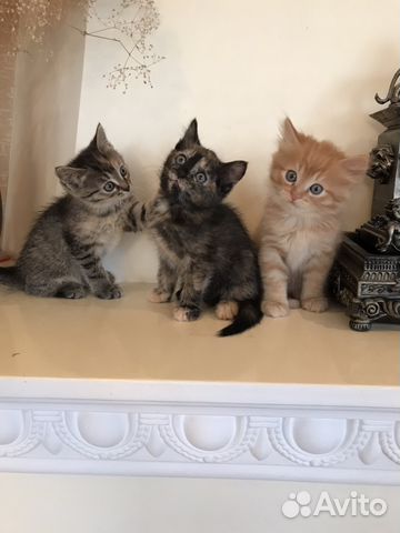 Сибирские драгоценные