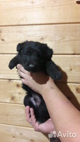 Пристраиваем щенят