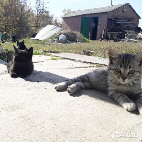 Котята в дар