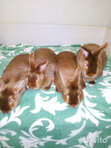 Кролики Красные сатины