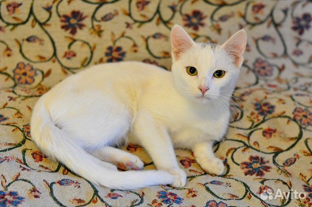 Котёнок Бумер в добрые руки