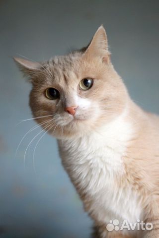 Котик марсель