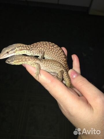 Кольцехвостый варан