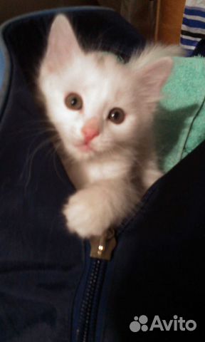 Котейка в добрые руки