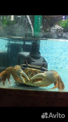 Аквариум,фильтр,компрессор