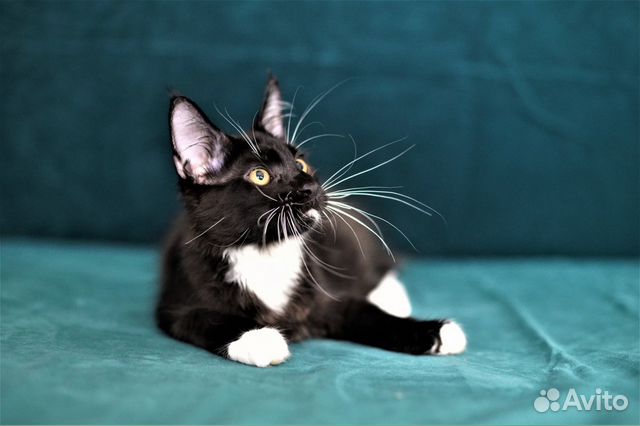 Клубные котята Мейн Кун, черный и белый окрасы
