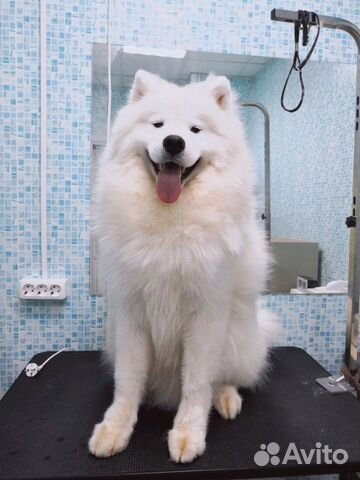 Самоедская собака