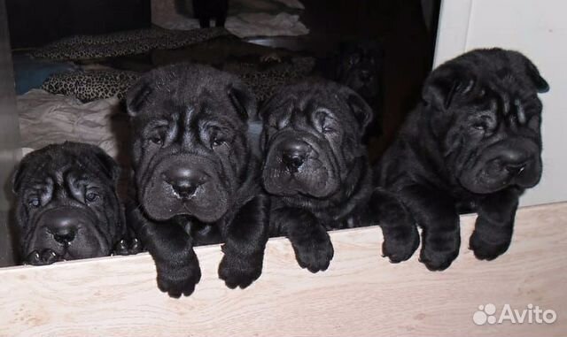 Щенки шарпея