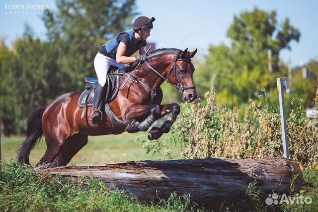 Турнирный жеребец