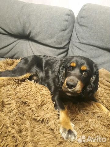 Кавалер ищет даму