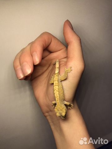 Реснитчатый бананоед (rhacodactylus ciliatus)