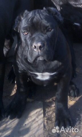 Очень перспективная черная девочка