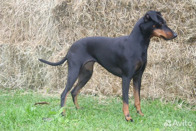 Маленькое счастье ищет свой дом