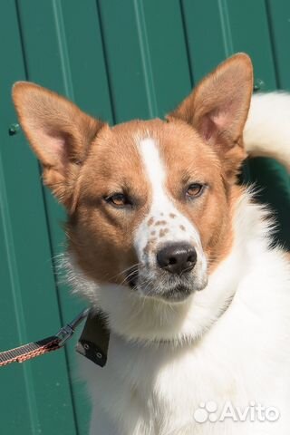 Солнышко в добрые руки