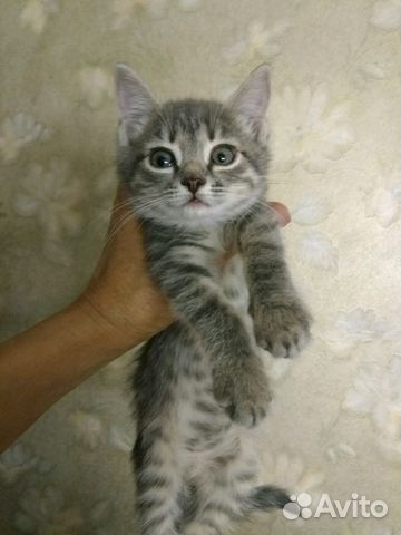Кошечка