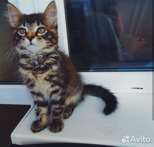 Отдам в добрые и теплые руки