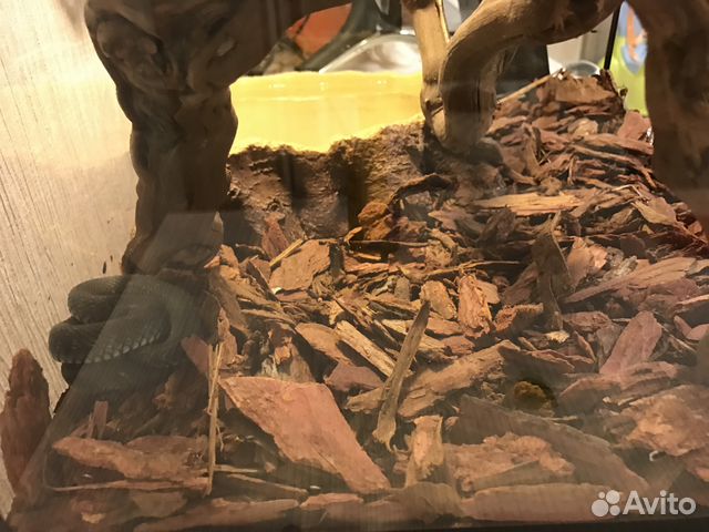 Продам обыкновенного ужа в террариуме