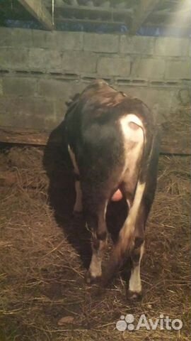 Продаются Быки