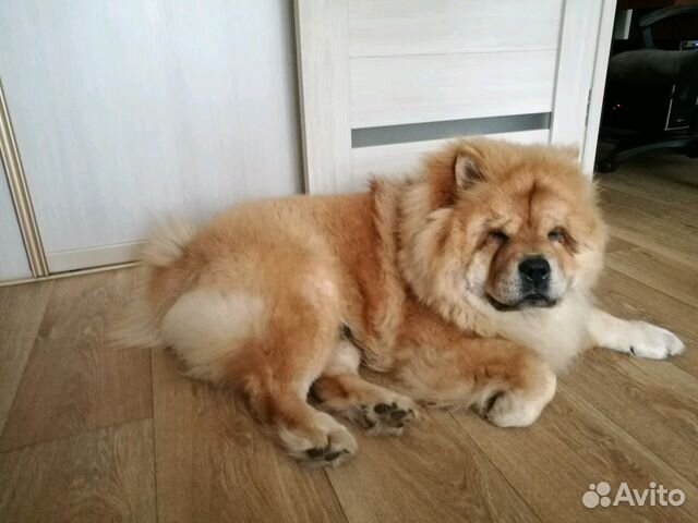 Кабель Чау-чау