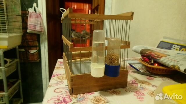 3 зебровые амадины с небольшой клеткой