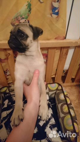 Мопсик Плюша