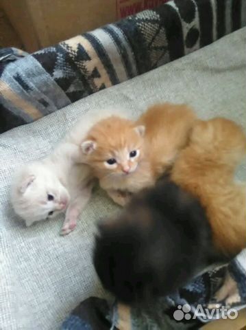 Котята