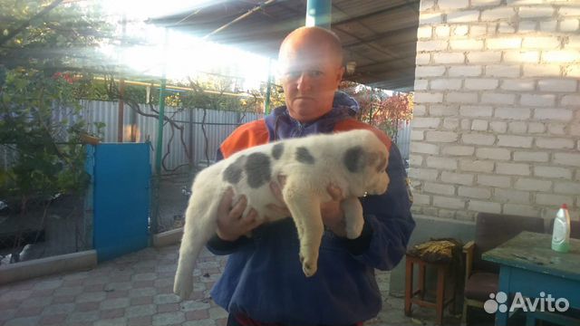 Сучка Алабая