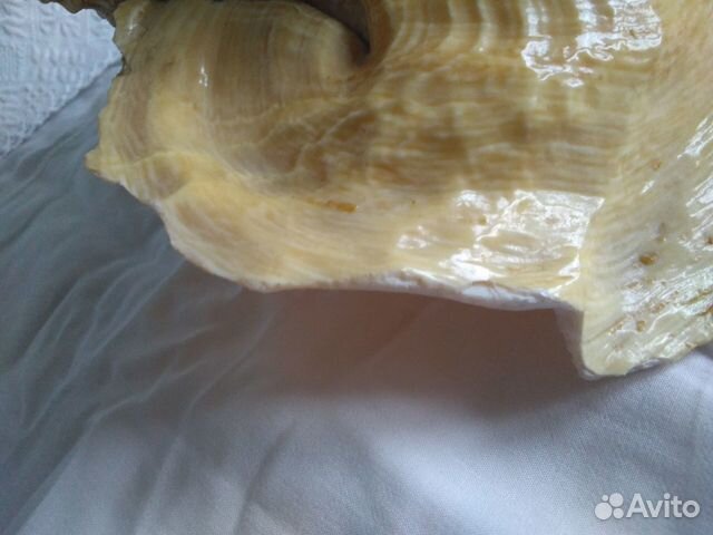 Большие ракушки рапана