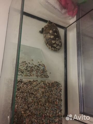 Черепаха водоплавающая