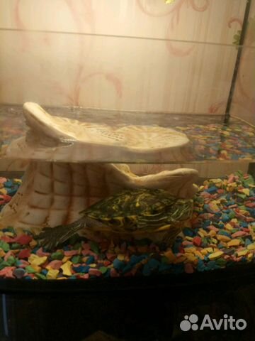 Красноухая черепаха