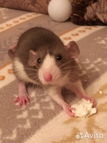 Крысята Дамбо (2 месяца) + клетка и все необходимо