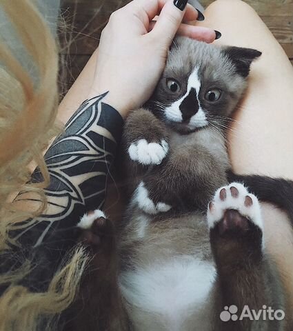 Котёнок