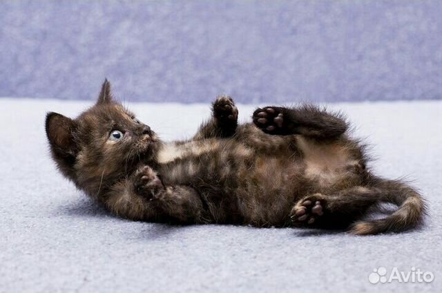 Котенок девочка Соня ищет дом