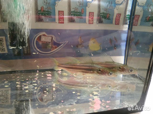 Отдам двух сомов