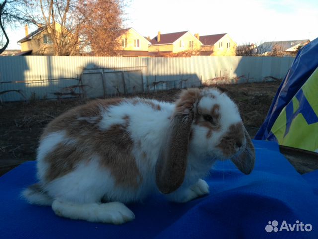 Продам кроликов "французский баран"