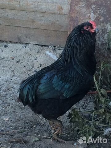 Продам петуха