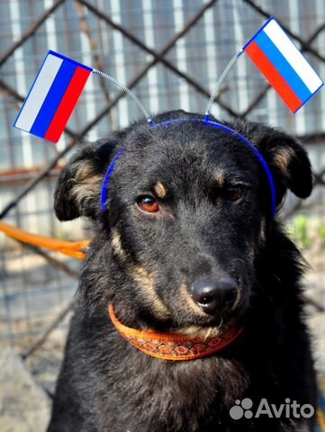 Собачка из приюта ждет хозяина