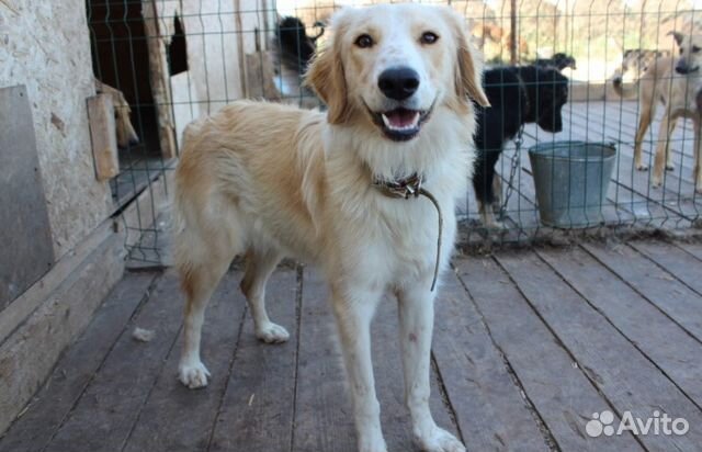 Белоснежка в добрые руки