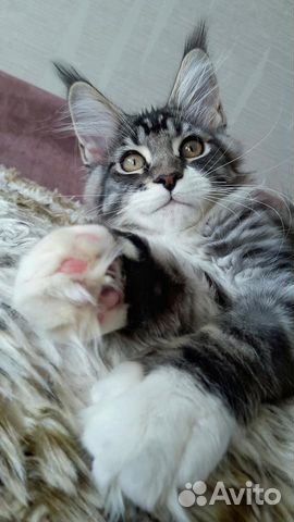 Серебряный принц