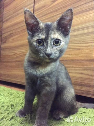 Кошечка Тиша