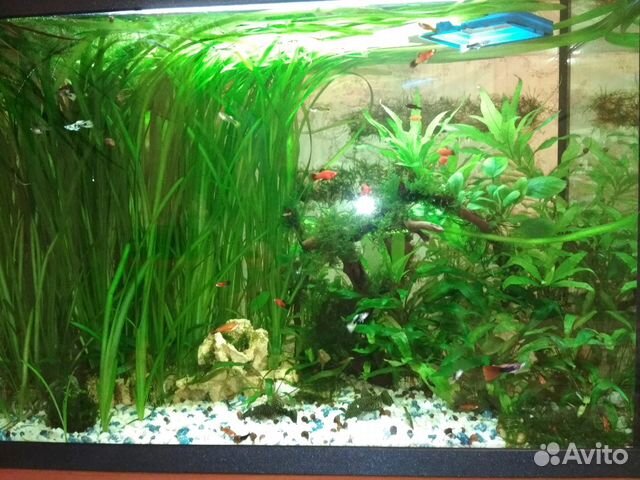 Аквариумное растение
